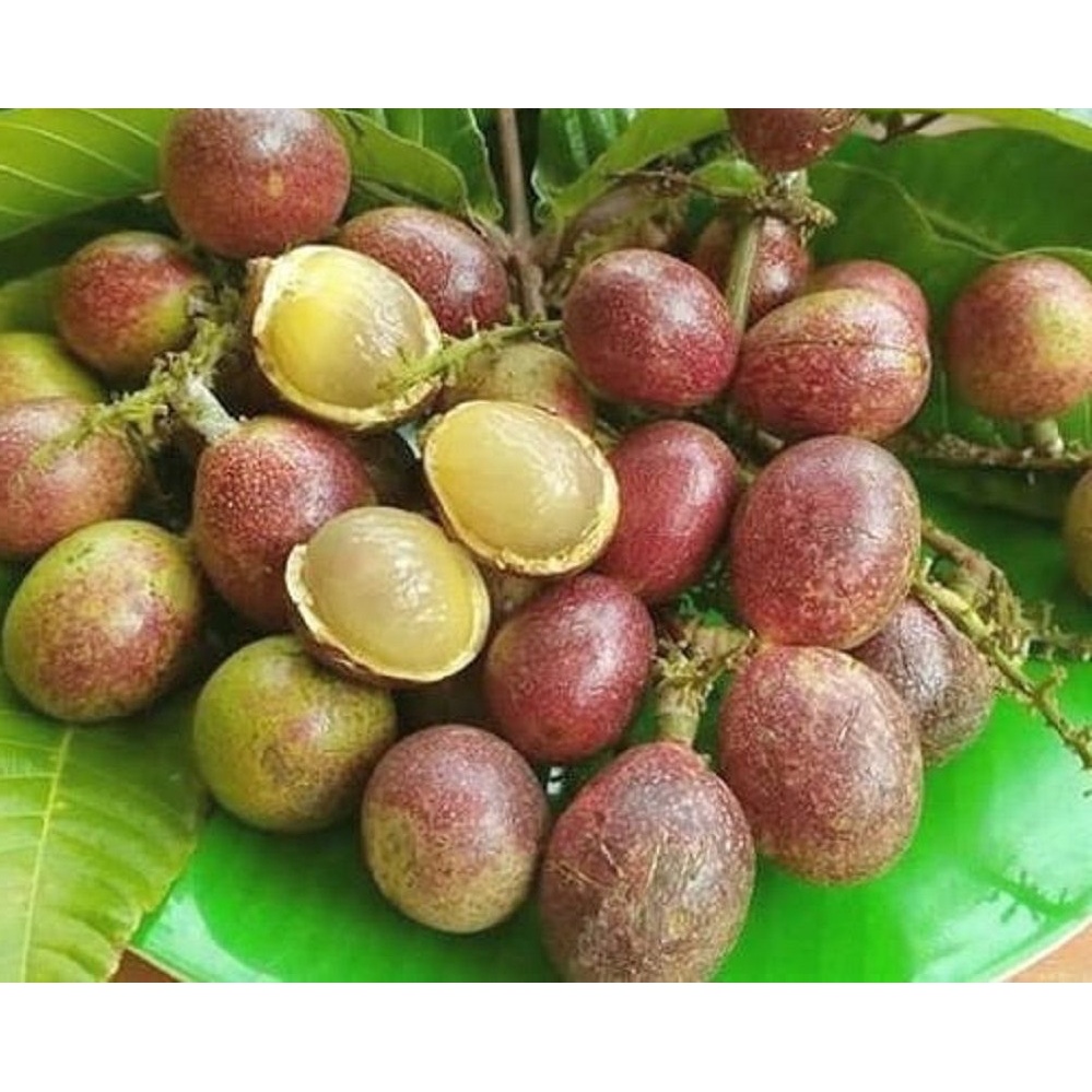 Anak Pokok Matoa (Kristal/Laici Brazil) | Shopee Malaysia