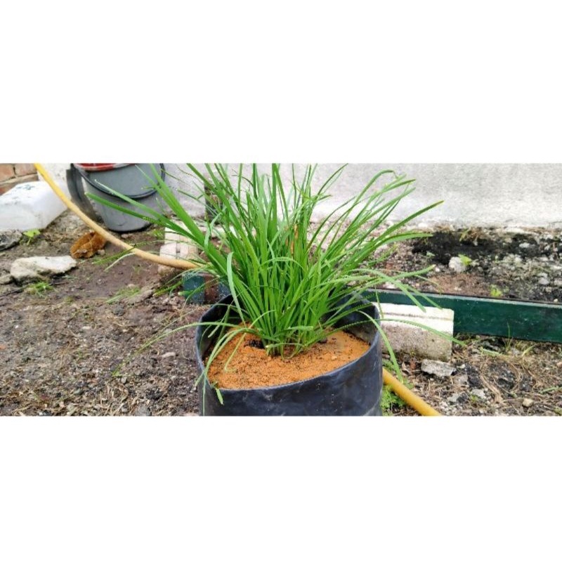 Anak Pokok Kucai dengan Ubinya | Shopee Malaysia