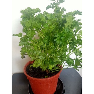 Pokok Parsley ( pokok pasli ) Petroselinum | Shopee Malaysia