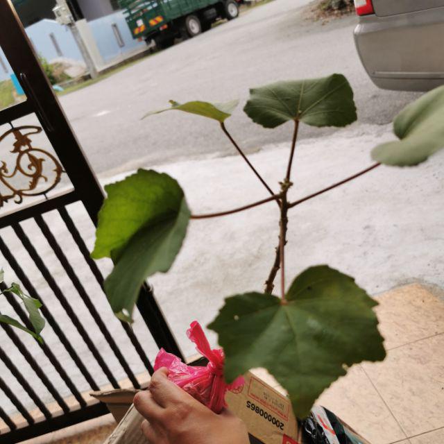 Pokok bunga hibiscus mutabilis ( laki pukul bini) Sejenis bunga raya ...