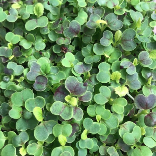 MICROGREENS SEEDS - RED KOMATSUNA (5G) Imported from US | Shopee Malaysia