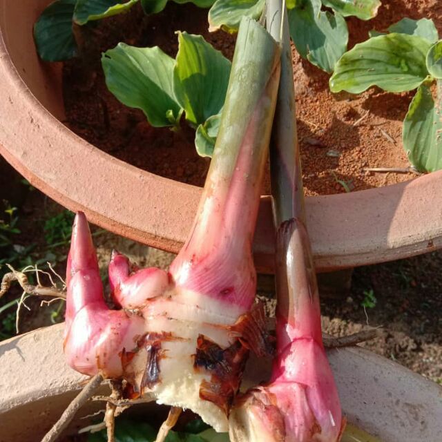 Rizom Anak Benih Pokok Lengkuas Merah (READY STOCK) | Shopee Malaysia Rizom Anak Benih Pokok Lengkuas Merah (READY STOCK) | Shopee Malaysia