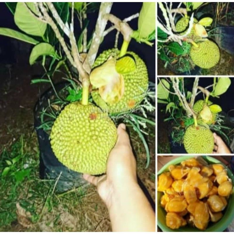 Cempedak Durian Kawin Cepat Berbuah | Shopee Malaysia