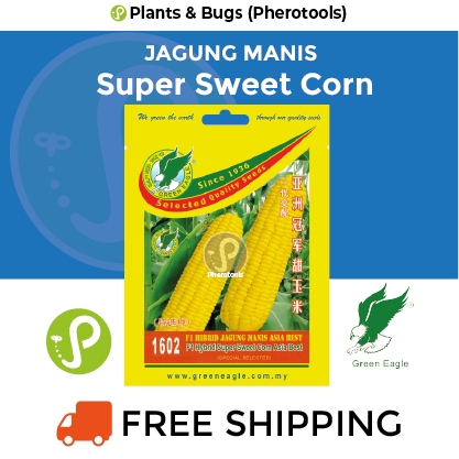 Green Eagle 1602 F1 Hybrid Asia Best Super Sweet Corn Benih Jagung ...