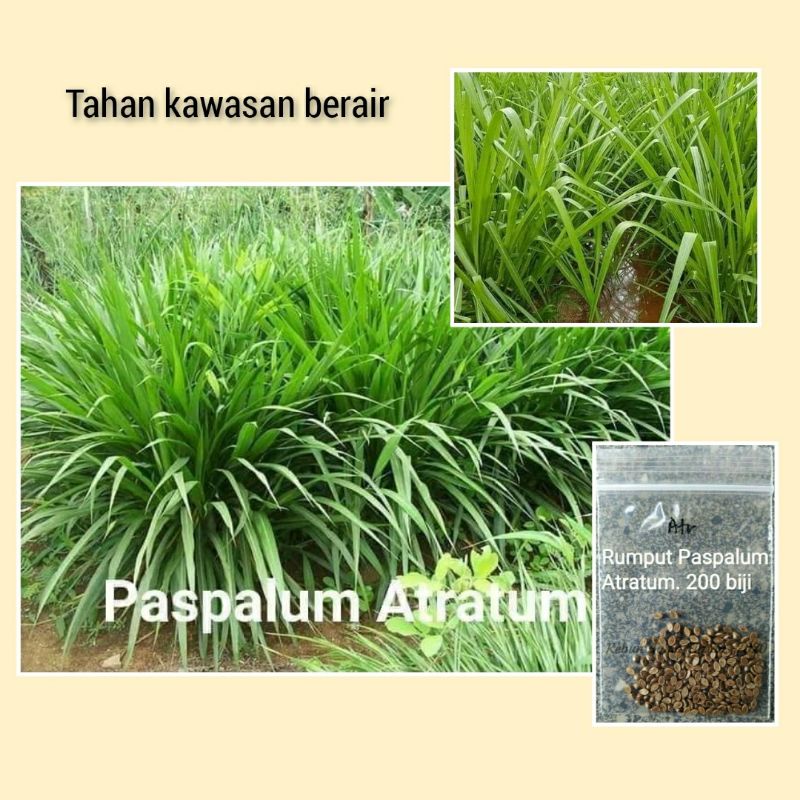 BIJI BENIH RUMPUT PASPALUM ATRATUM 200 BIJI | Shopee Malaysia