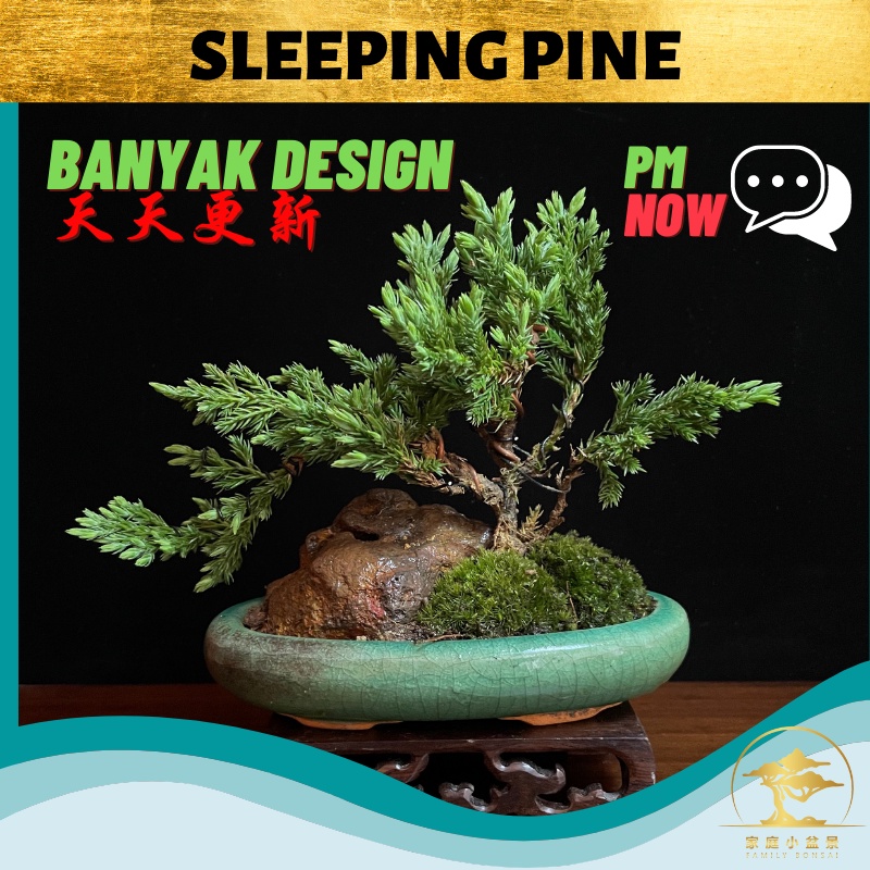 【FAMILY BONSAI】 SLEEPING PINE 睡松 盆景 POKOK HIASAN BONSAI WITH POT #睡松 ...