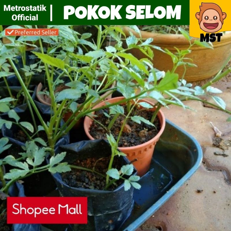 Pokok Ulam SELOM Dalam Polybeg Boleh Terus Petik (Beli 3 Percuma 1 ...