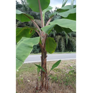 SULUR POKOK PISANG RAJA UDANG / PISANG MERAH | Shopee Malaysia