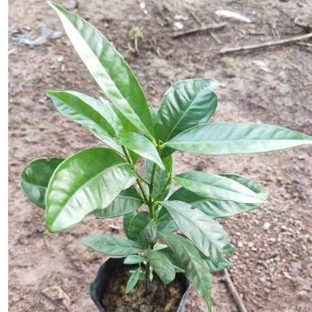 Anak Pokok Daun Salam atau Serai Kayu atau Samak | Shopee Malaysia