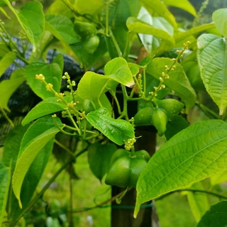 POKOK SACHA INCHI (polybag) | Shopee Malaysia