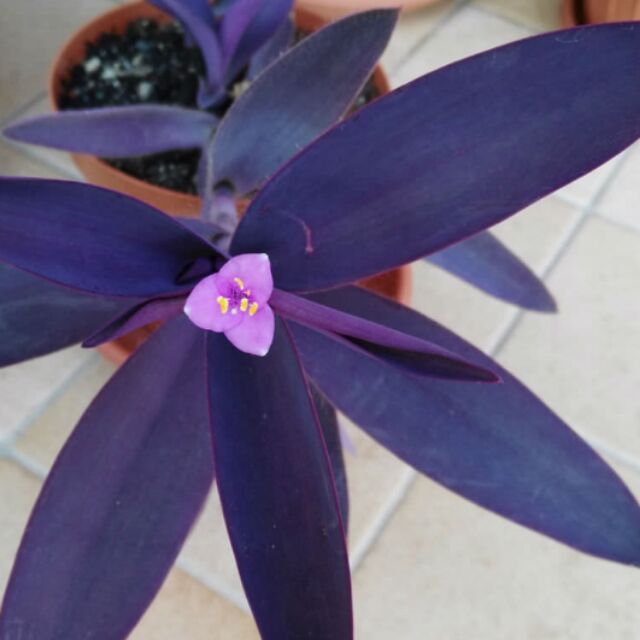 Pokok bunga purple heart(daun baldu) | Shopee Malaysia