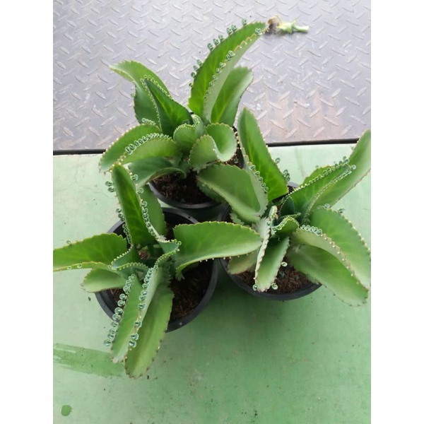 pokok setawar ada anak di pinggir daun. | Shopee Malaysia