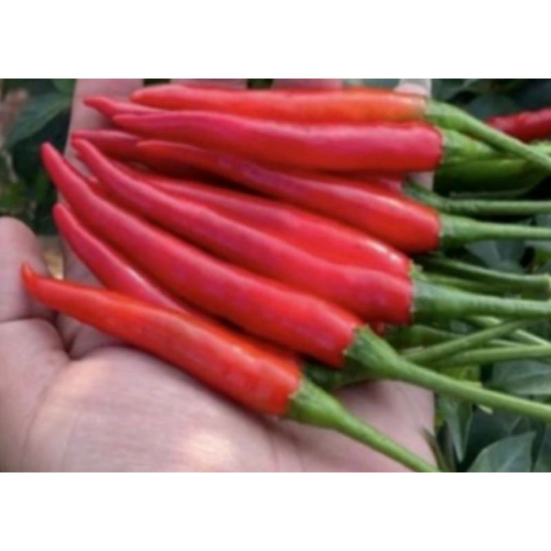 anak pokok cili Bara King F1 Hybrid. | Shopee Malaysia