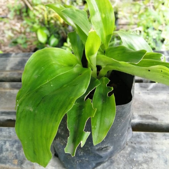 Anak Pokok Kencur / Cekur | Shopee Malaysia