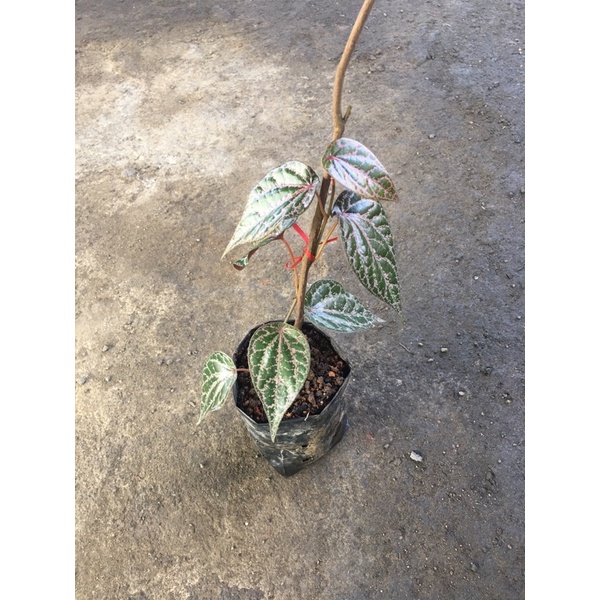 Pokok Daun Sireh/Sirih Merah Rare Original Indonesia Pokok Ubat ...