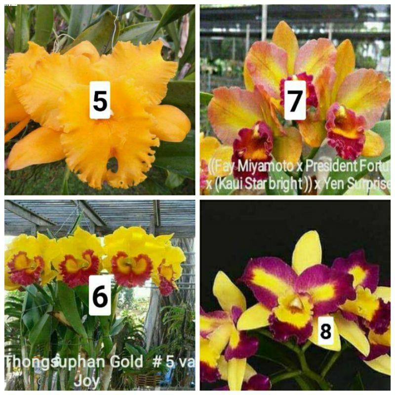 Wall hook Orkid cattleya. cattleya orchids. hybrid. Saiz anak dalam ...