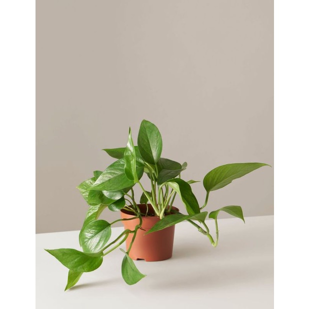 LIVE PLANT |MONEY PLANT | POKOK DUIT DUIT | Shopee Malaysia