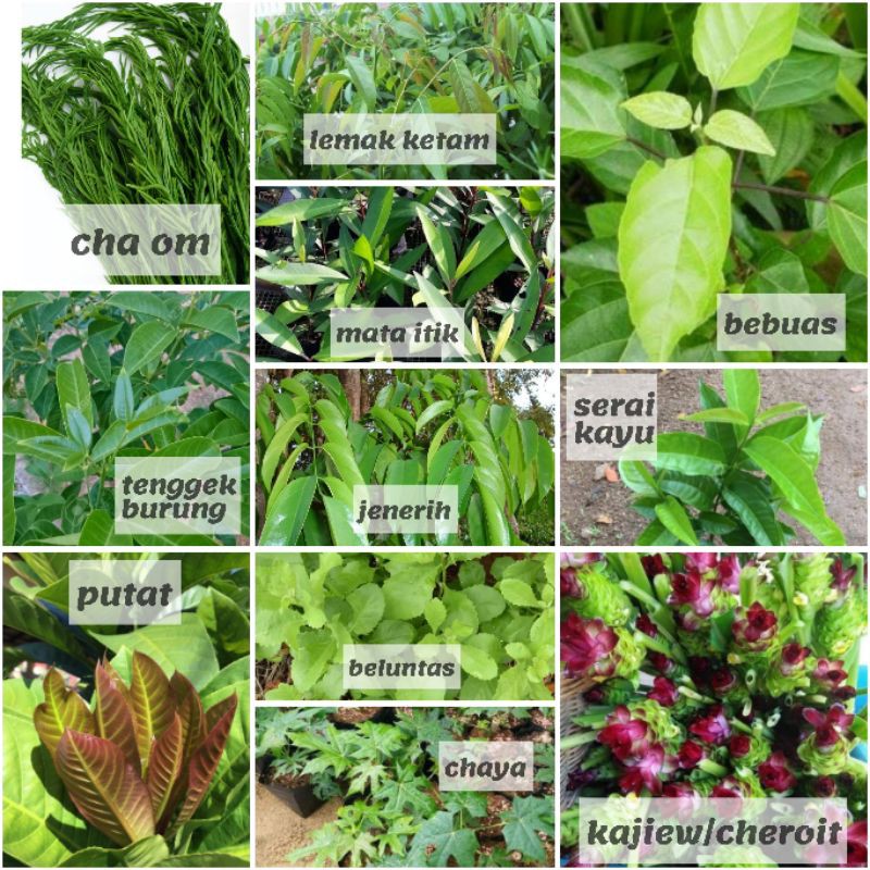 Part 2 : Ulam Putat Bebuas Jenerih Beluntas Cha om Kajiew serai kayu ...