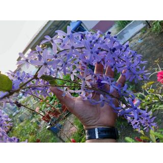 🔥 anak pokok sandpaper / pokok bunga purple / kertas pasir / cantik ...