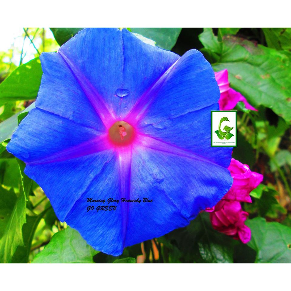 Terkeren 13+ Gambar Bunga Kembang Pagi - Gambar Bunga Indah