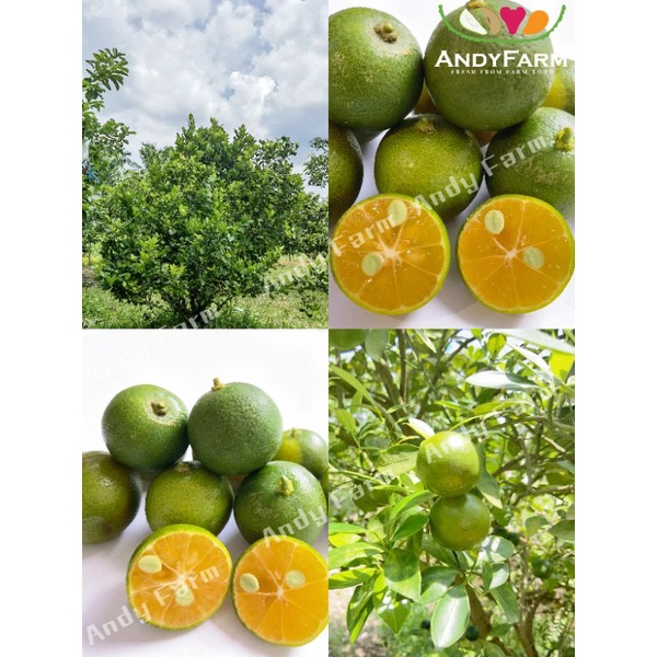 Limau 酸柑 Segar Memetik 1kg 桔子 Andy Farm Buah Limao Nipis 柑橘 Fruit ...