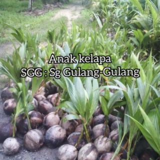 ANAK POKOK KELAPA SGG (BAGUS KELAPA MUDA & SANTAN - ISI TEBAL) | Shopee Malaysia