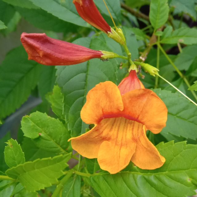 Pokok bunga tecoma oren | Shopee Malaysia