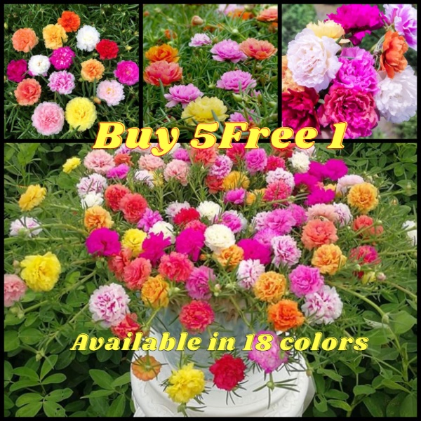 💐5 Free 1💐Real flower Rose Japan/KERATAN BUNGA ROSE/ROSE /Rose Jepun ...
