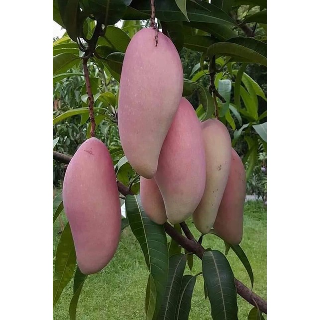 Pokok Mangga Gajah Merah Hybrid ori | Shopee Malaysia