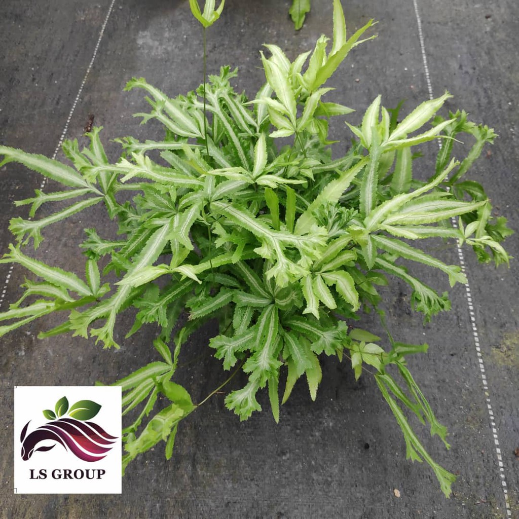 [Fern] LS Group Silver Brake Fern, Pteris cretica cv. Mayii by LS Group ...