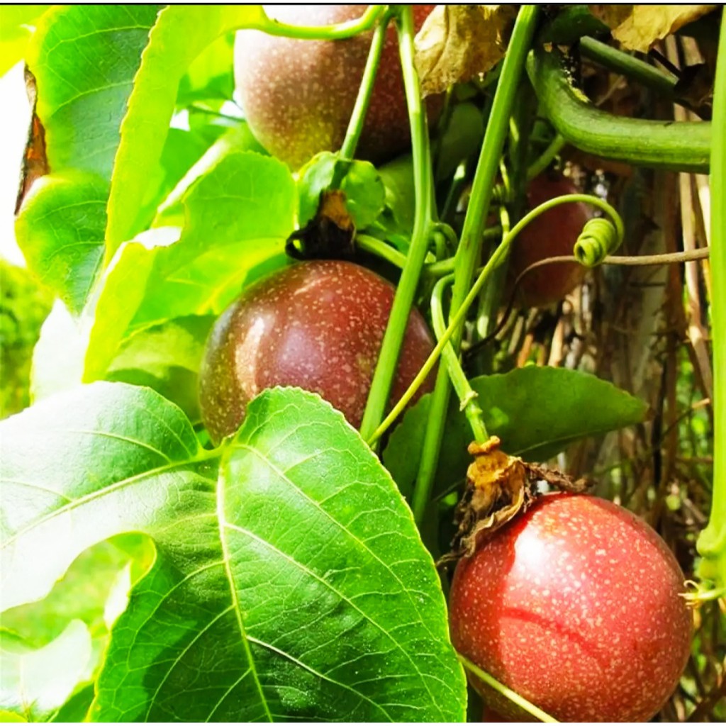 ANAK POKOK MARKISA / PASSION FRUIT PLANT ( +- 10 INCHES) | Shopee Malaysia