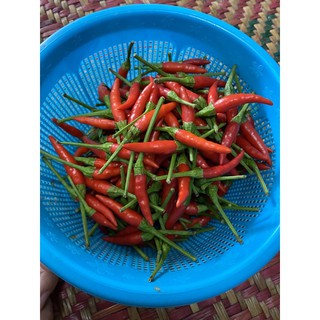 10pcs seeds cili CENTIL pedas 🥵 | Shopee Malaysia