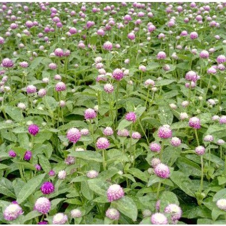 Anak Pokok Bunga Butang Ungu Cair Light Purple Gomphrena Globosa Plants ...