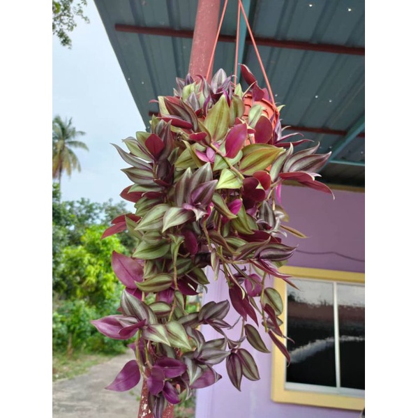 Pokok Bunga Telinga Kera Tradescantia Zebrina Purple Green | Shopee ...