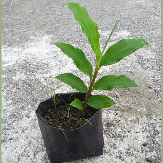 Pokok Lempoyang / Anak Pokok Lempoyang | Shopee Malaysia