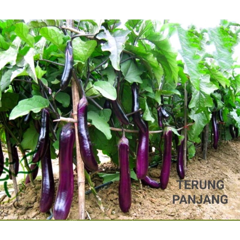 anak pokok terung panjang | Shopee Malaysia