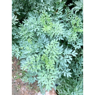 (Real Plant) Pokok Garuda halau nyamuk herba herbs daun busuk ruta ...