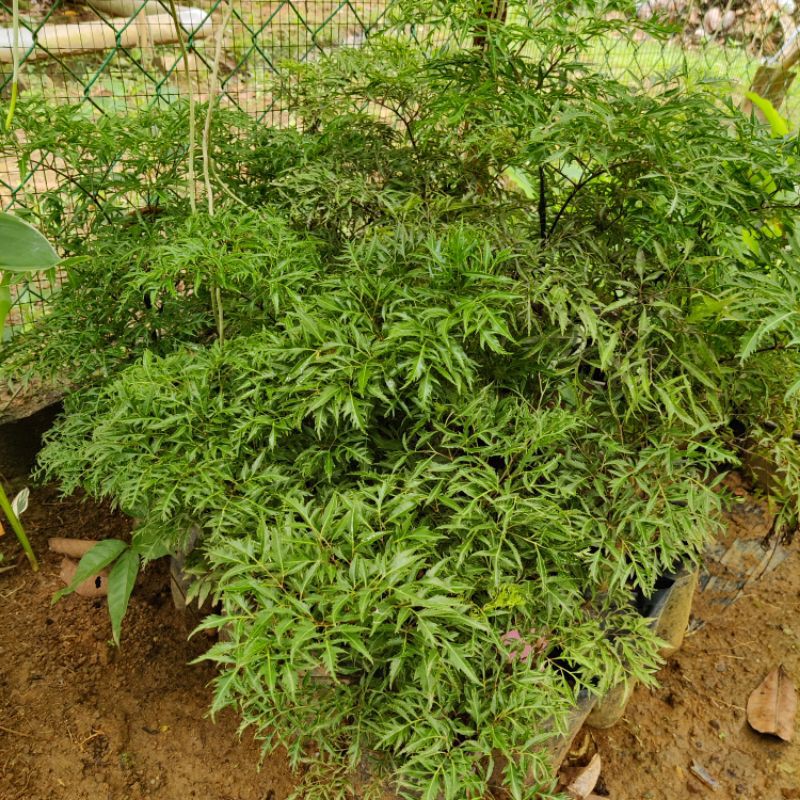 ANAK POKOK KUKU GARUDA(KASAR/HALUS) | Shopee Malaysia
