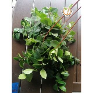 [Hanging Flower] Family of Aeschynanthus Bunga LIPSTICK with hanging ...