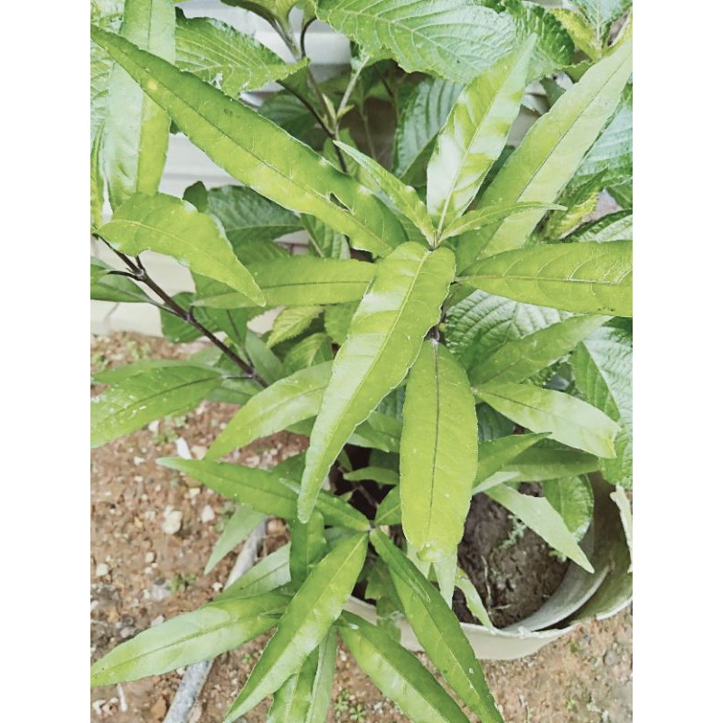 Pokok Ganda Rusa (Justicia gendarussa) (Anak Pokok polibeg) | Shopee ...