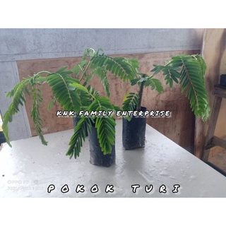 POKOK TURI SUBUR DAN SEGAR | Shopee Malaysia