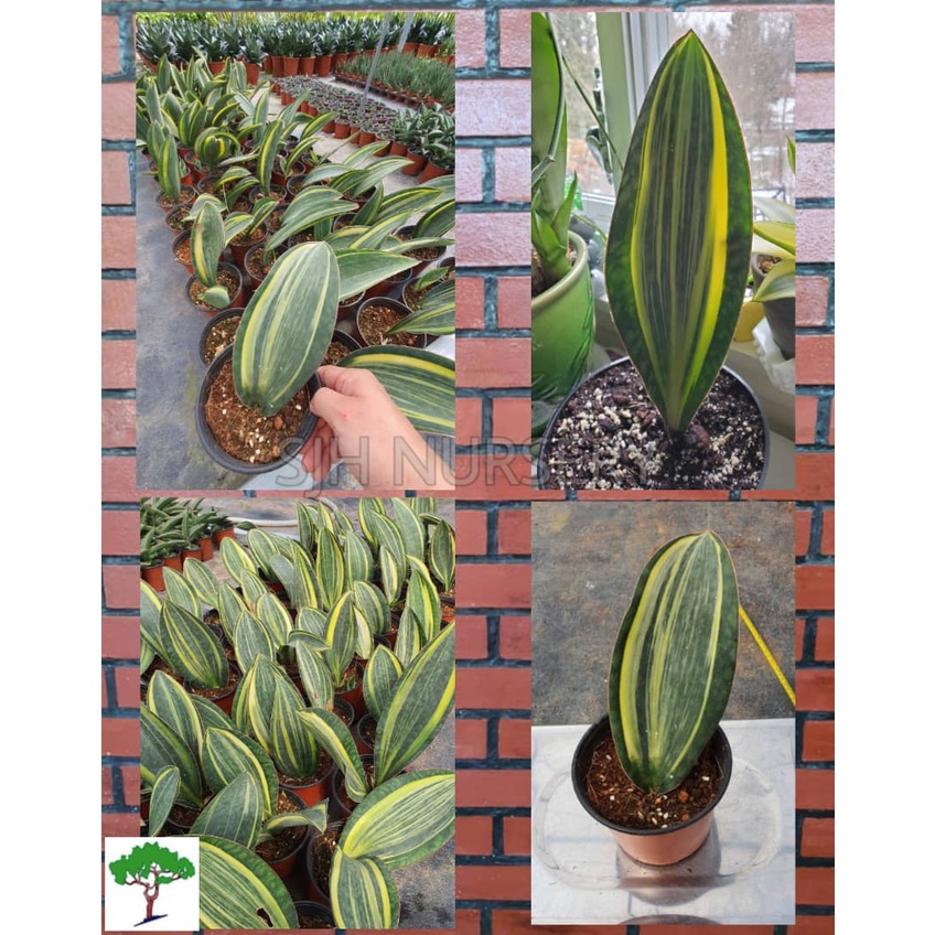 SJH - Sansevieria Whale Fin / Snake Plant / Sansevieria Whale Fin ...