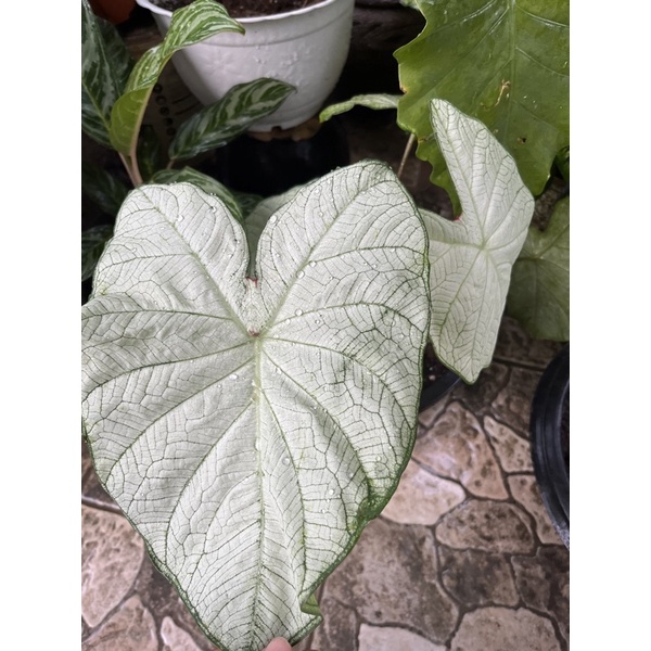 Keladi moonlight/ caladium rare/ caladium thai | Shopee Malaysia