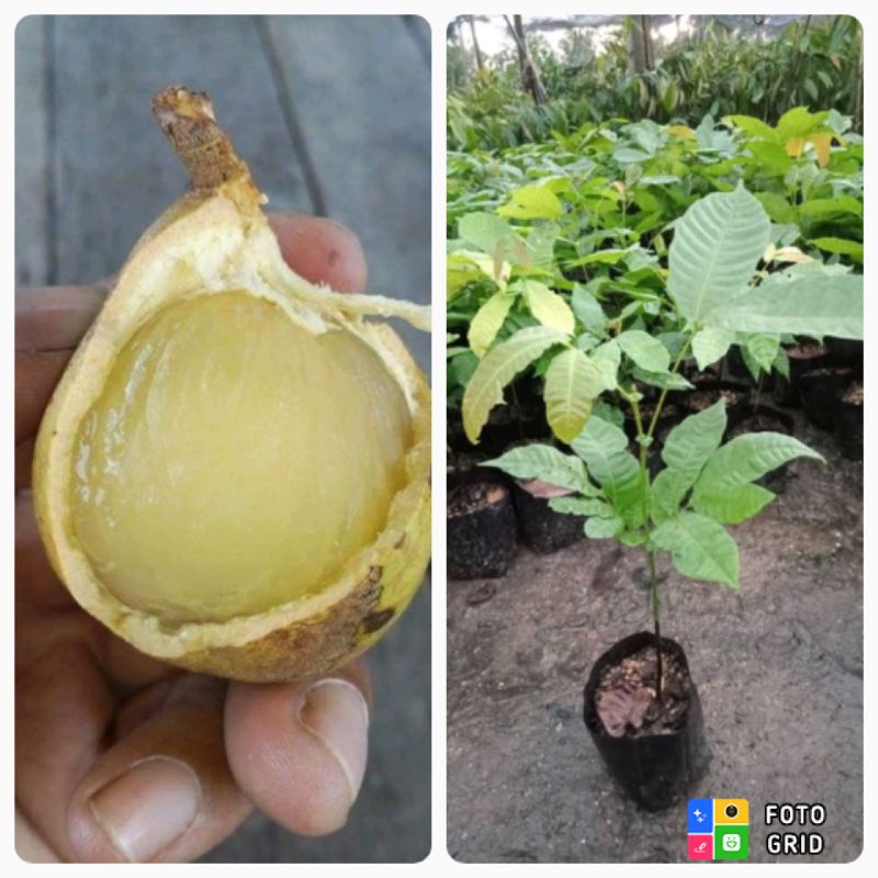 pokok benih Matua/longan Brazil | Shopee Malaysia
