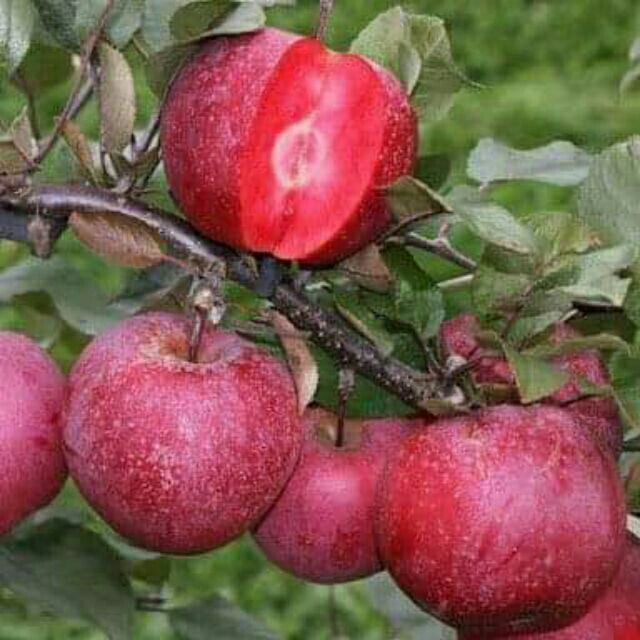 Pokok red love apple(buah apple isi merah) | Shopee Malaysia