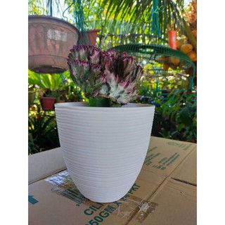 pasu - Prices and Promotions - Jul 2022 | Shopee Malaysia