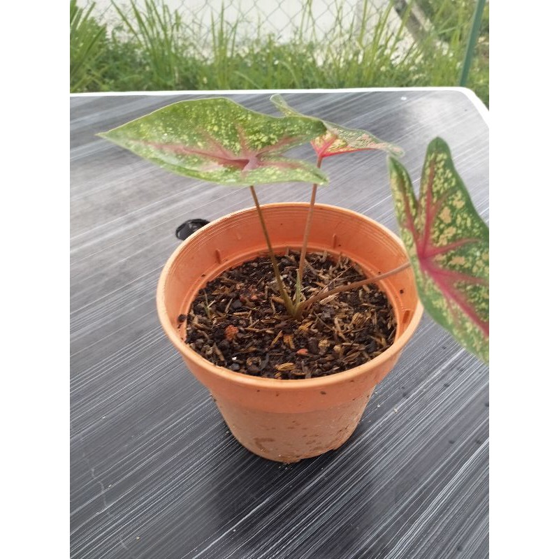 Pokok Keladi Hiasan / Ready Stock 🌱 | Shopee Malaysia