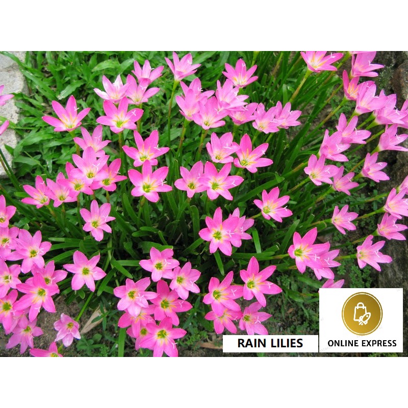 Rain lily bulb live plant white pink soft pink pokok bunga rain lili ...