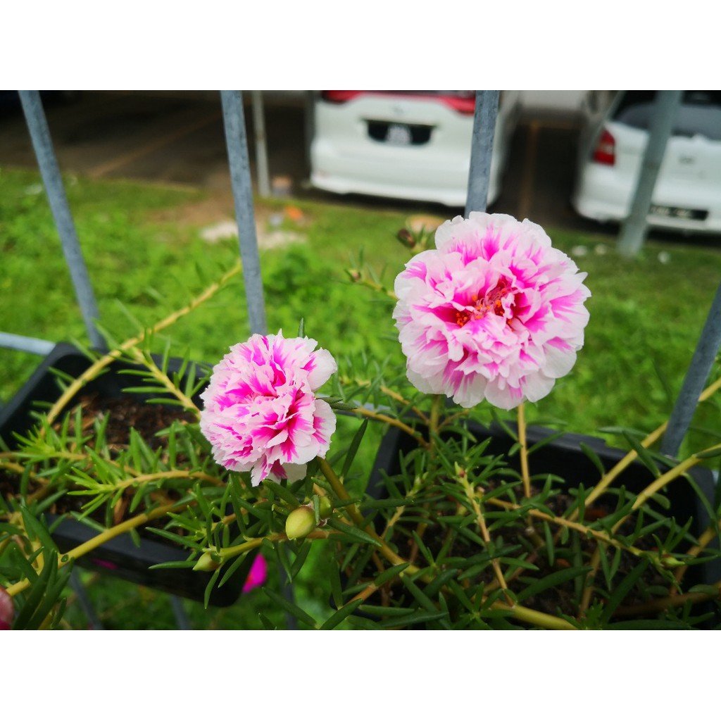 Jenis Carnation Stripe - Pokok Bunga Ros Jepun / Pokok Bunga 10 Pagi ...