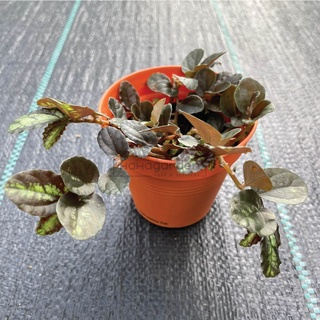 Pellionia Repens/ Procris Repens/ Watermelon Begonia (LIVE PLANT ...